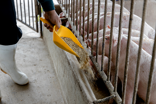 Swine - All about toxins - Mycotoxins and endotoxins impact on health