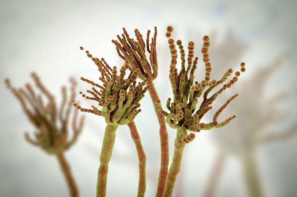 Penicillium - All about toxins