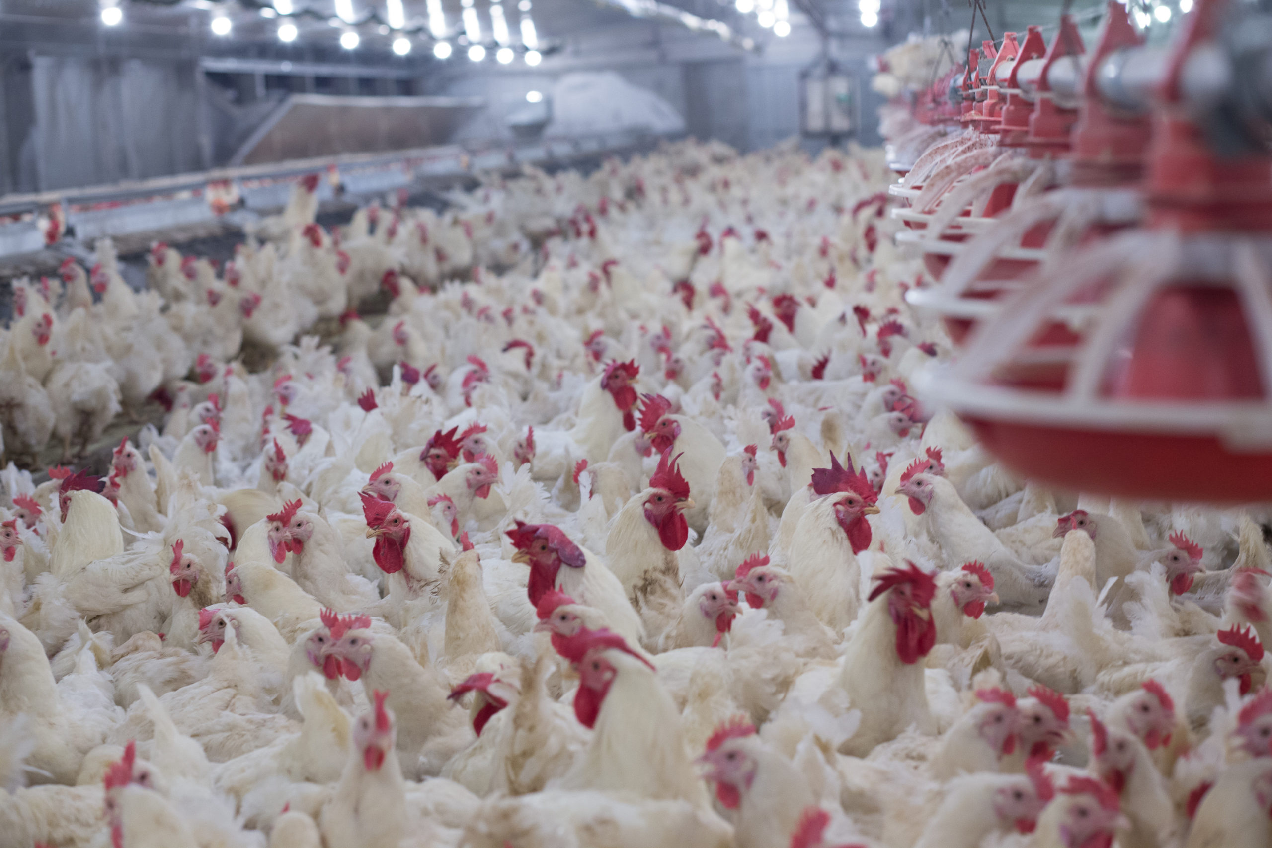 Main causes of changes in liver coloration in poultry - All about toxins