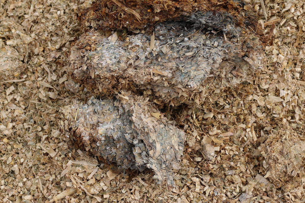 Managing forage for cattle - All about toxins