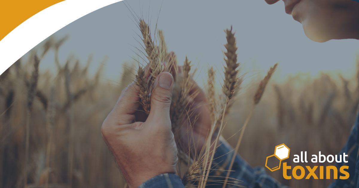 How to sample for mycotoxin detection in grain and feed - All about toxins